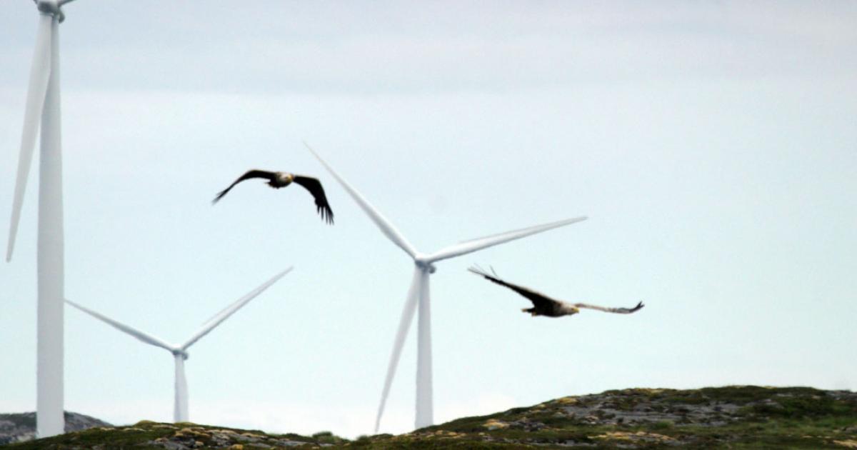Helping eagles coexist with wind energy deployment | College of ...